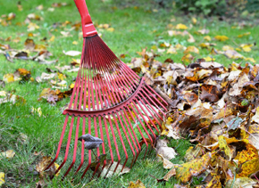 Leaf Blower Best Practices - What & Why - SDCI | seattle.gov