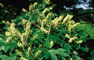 Amur Maackia - Trees | seattle.gov