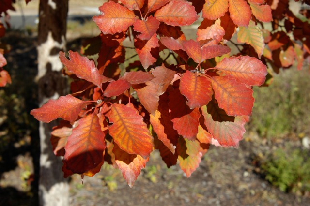 Chinkapin Oak Fall Color