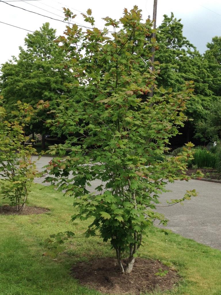 Vine Maple - Trees | seattle.gov